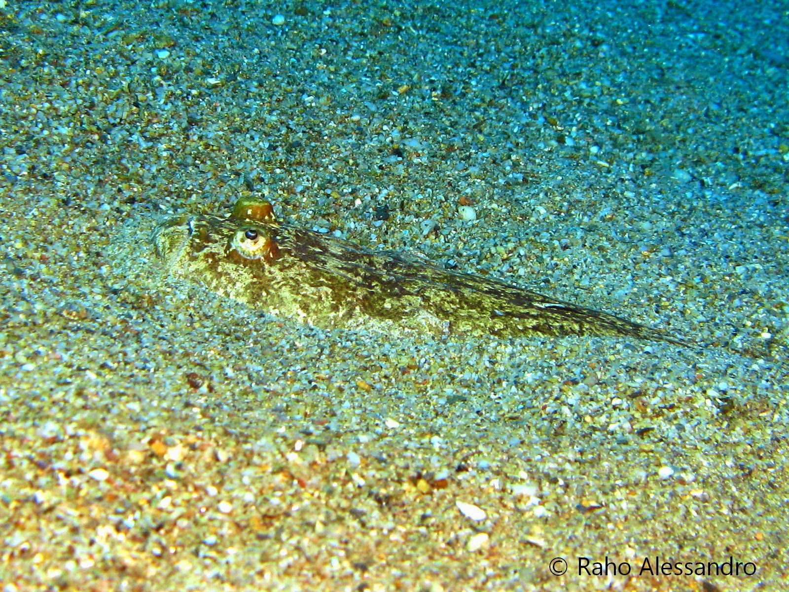 Necton e Plancton: Pesci: Pesce Prete