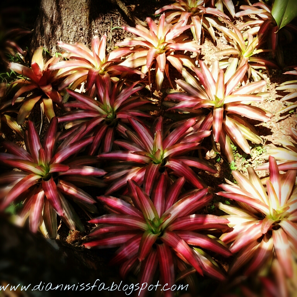 KEBUN BUNGA: BROMELIA