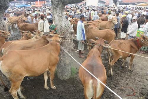 Kabar Humaniora: 'Madrasin' Membuat Sapi Ras Madura Terancam Punah