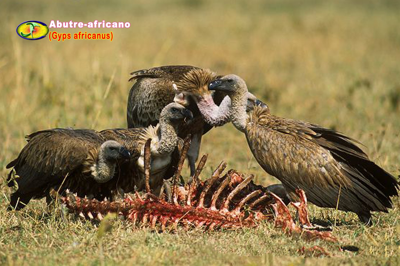 ORNITOLOGIA: Abutre-africano (Gyps africanus)