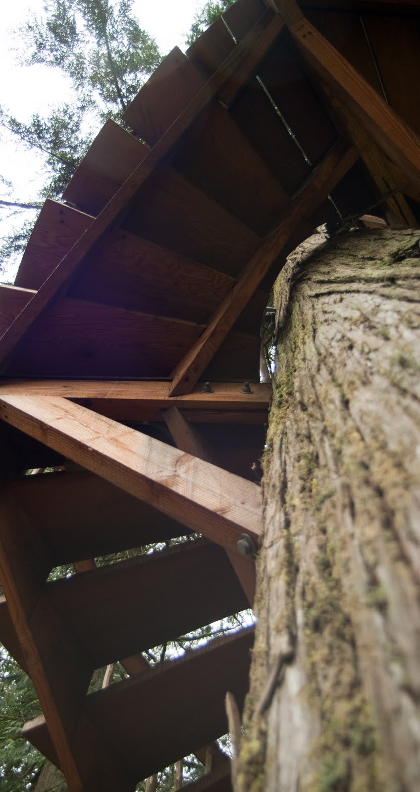 This is something I saw once.: Treehouse Point Weekend, Fall City