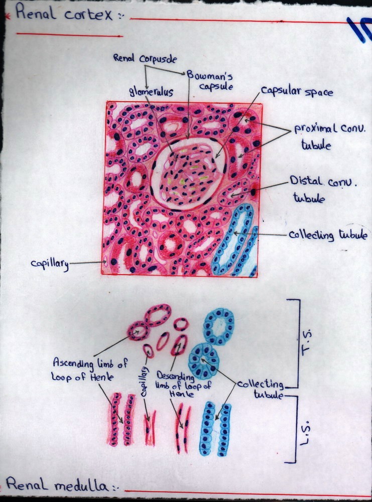 Ahmed Sadawi: Histology of Kidney