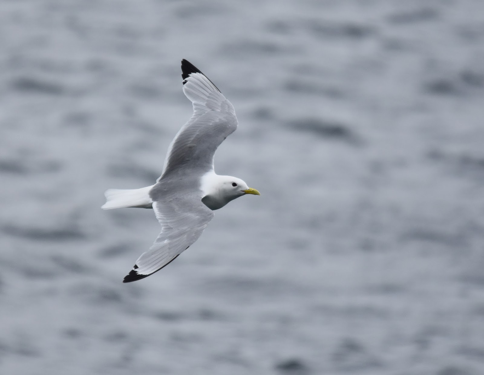 Villen luontohavainnot: Retki Varanginvuonolle (Oppi fjellet!)