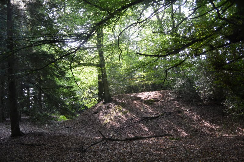 Walks among Flowers: Buckinghamshire: Little Hampden to Cadsden II ...