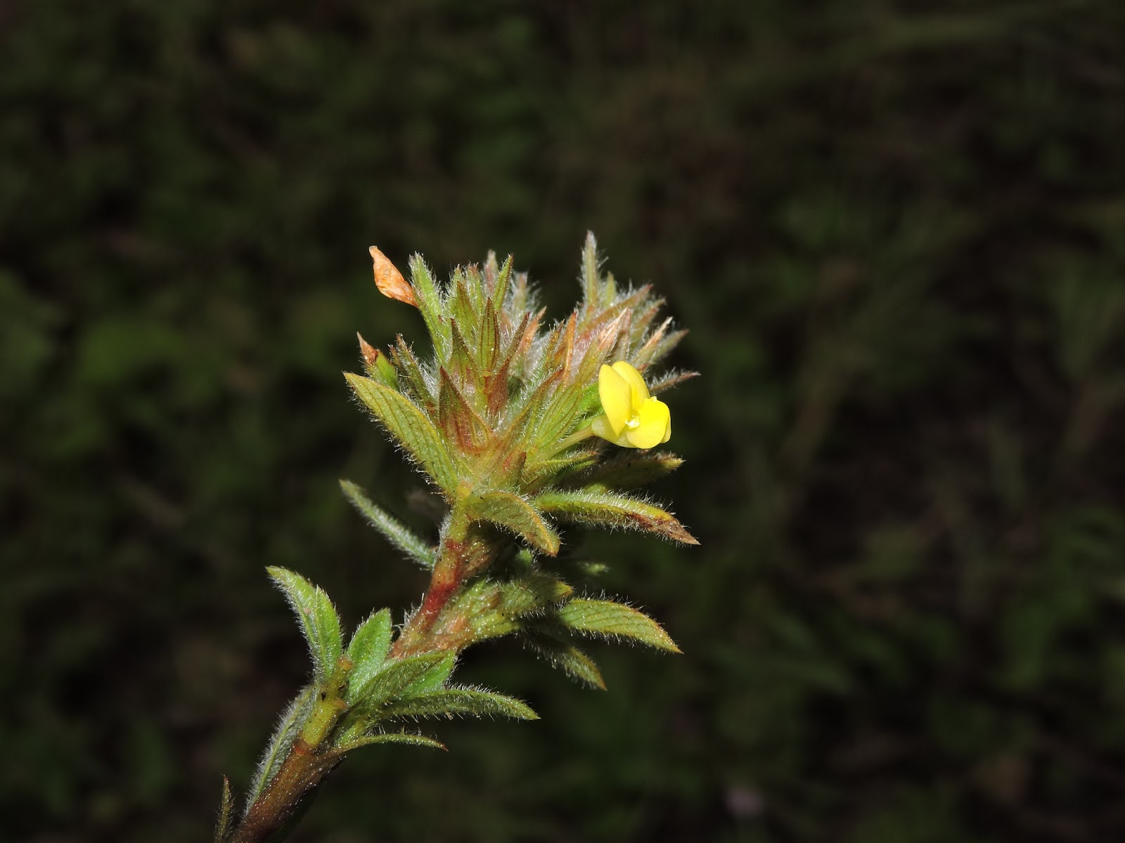 Fabaceae - Leguminosae no Brasil: Fabaceae - Stylosanthes capitata Vogel