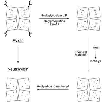 Pharmavidin.com | Avidin, Biotin, Neutralite, Streptavidin ...
