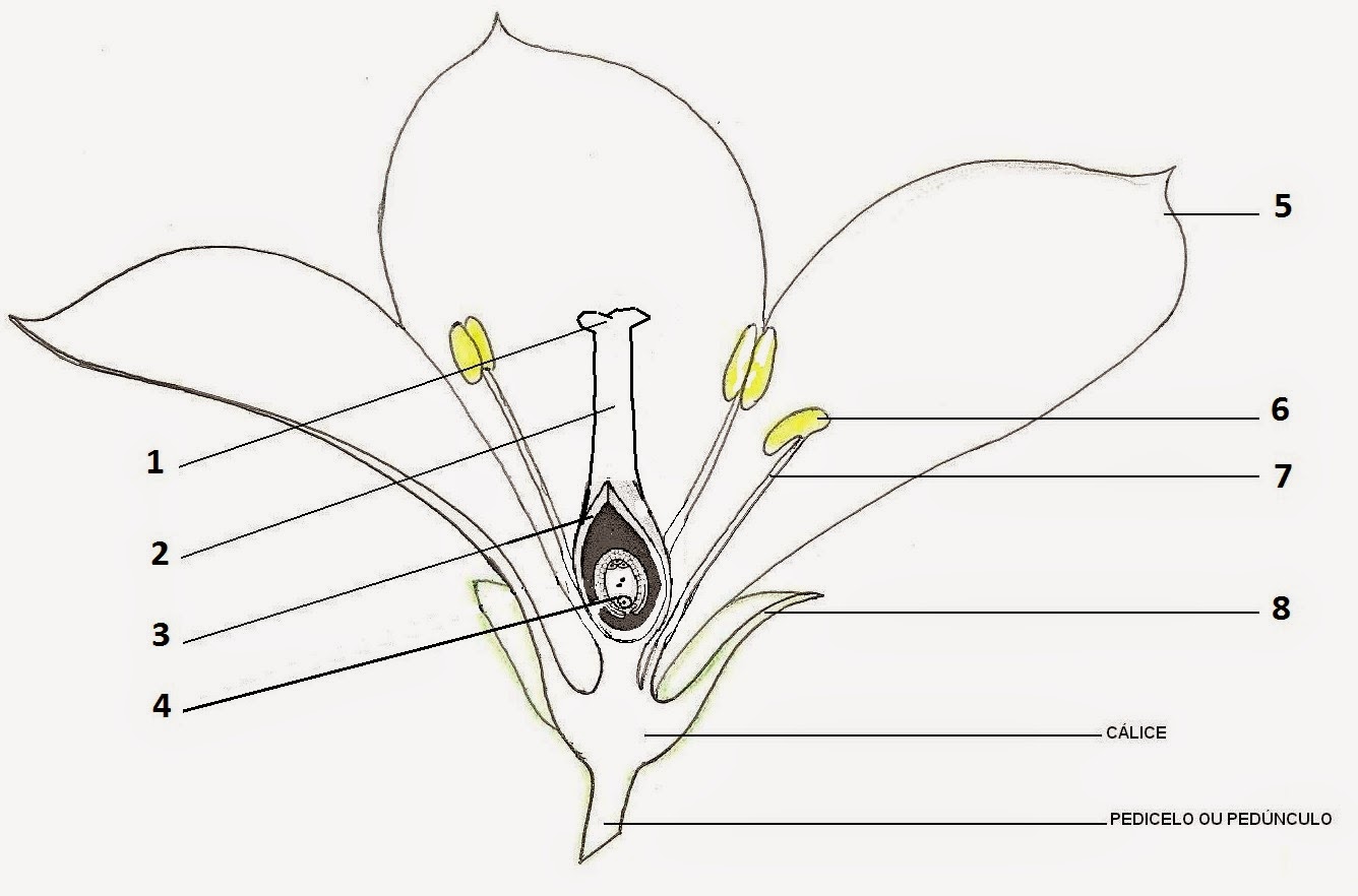 BIOLOGIA - CIÊNCIA DA VIDA