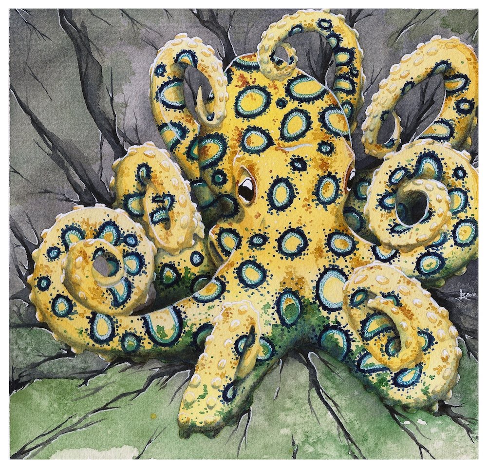 Firefly's Sketchbook: Blue-ringed Octopus