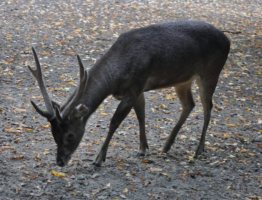 ZOOTOGRAFIANDO (6.100 ANIMALS): CIERVO DE TIMOR / TIMOR DEER (Rusa ...