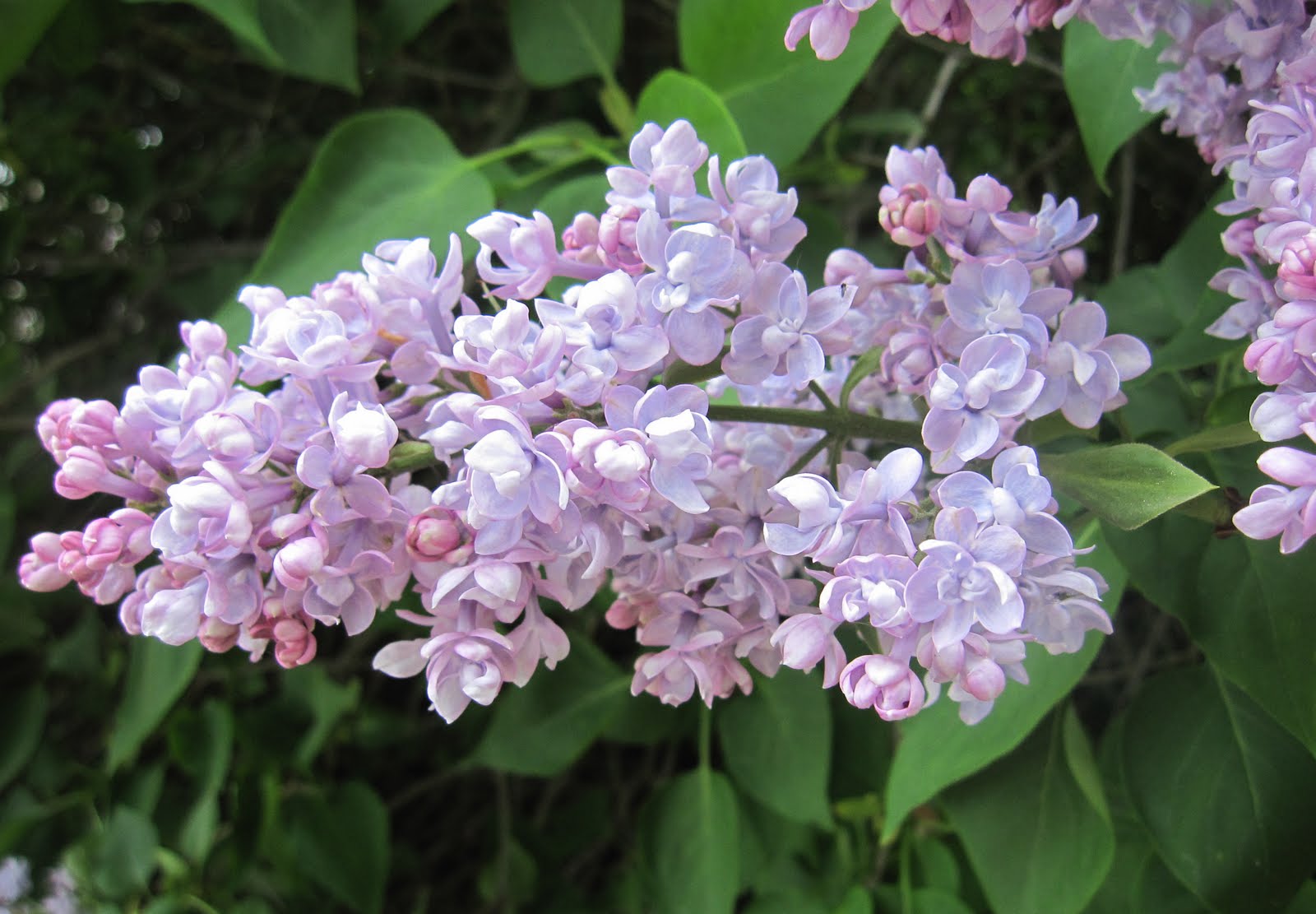 Oxie i världen: maj 2011