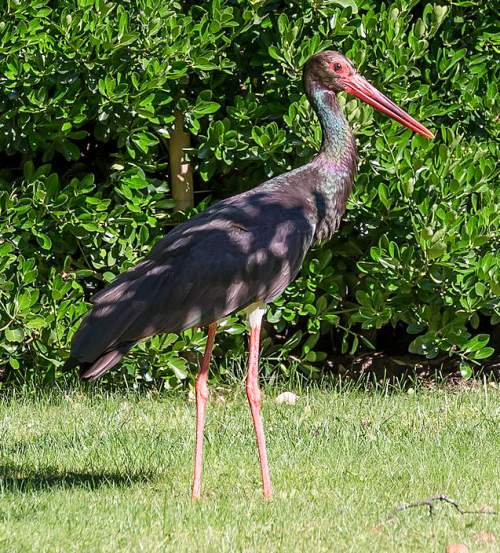 Black stork images | Birds of India | Bird World