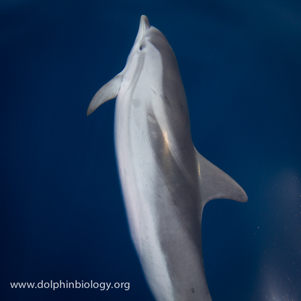 Dolphin Biology and Conservation: Streamlined