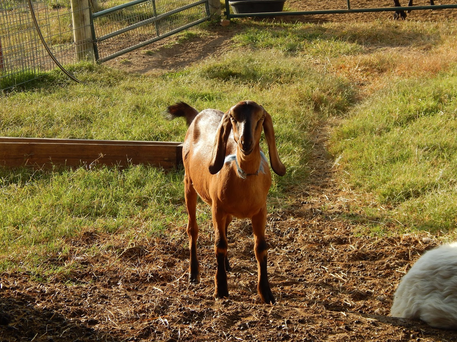 Thoughts from Frank and Fern: Homestead News, Volume 15