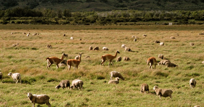 Save The Nature: Overgrazing
