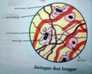 TUGAS BIOLOGI KELOMPOK 6 XI IPA RSBI 2