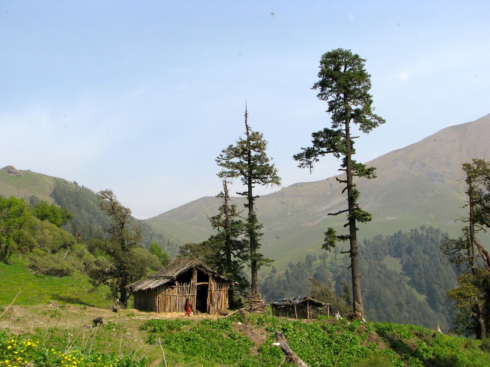 Dayara Bugyal - Part 2/2 - Ghumakkar - Inspiring travel experiences.