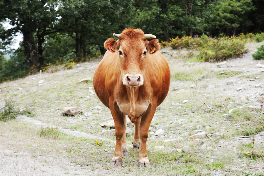 imagenaciones: Vacas gordas