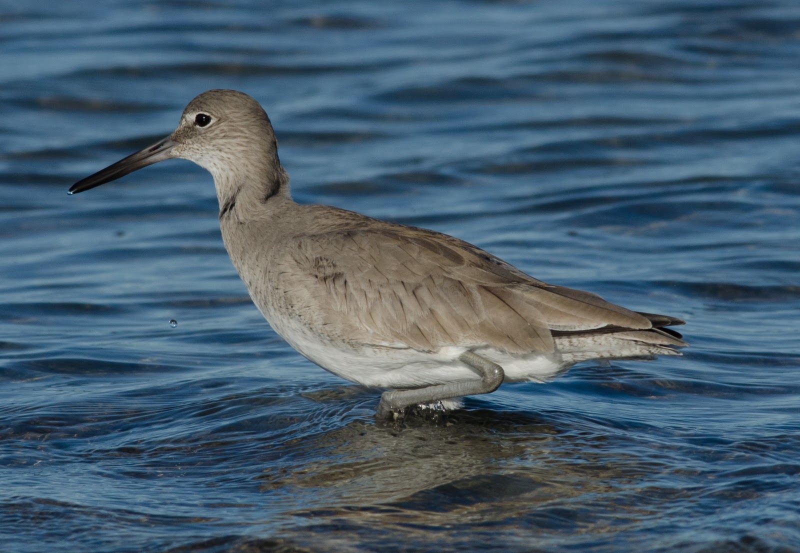 Gordon's Birding Adventures: Puerto Penasco, (Rocky Point), Mexico - Part 2