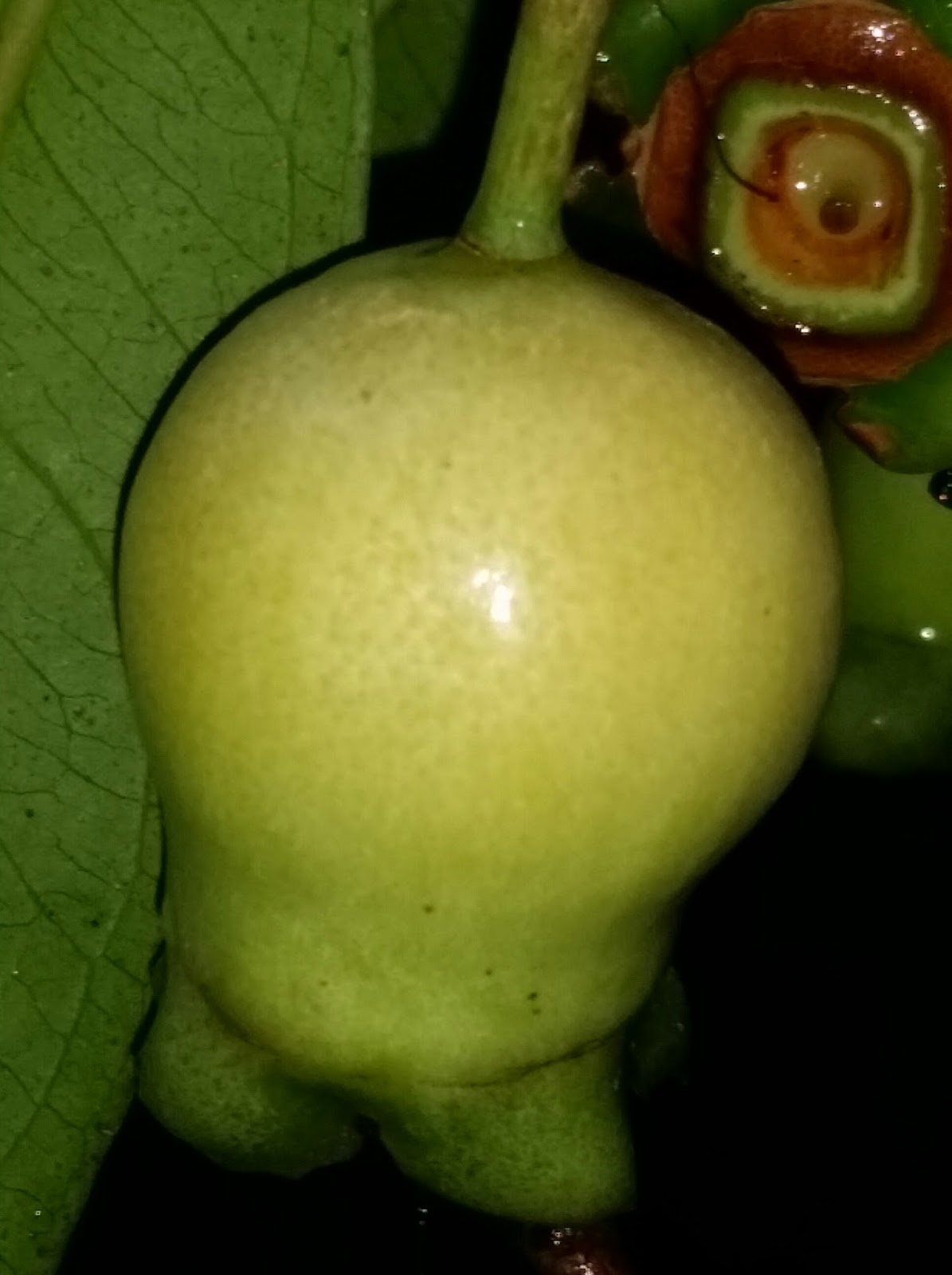 Warisan Petani: Jambu Oh Jambu