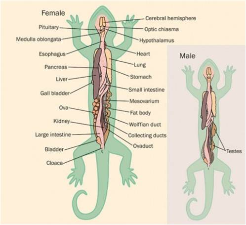AMPHIBIA ~ AWESOME BIOLOGY