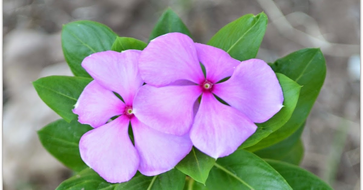 4 Top Health Benefits of Nithyakalyani | Sadabahar Flower | Rosy ...