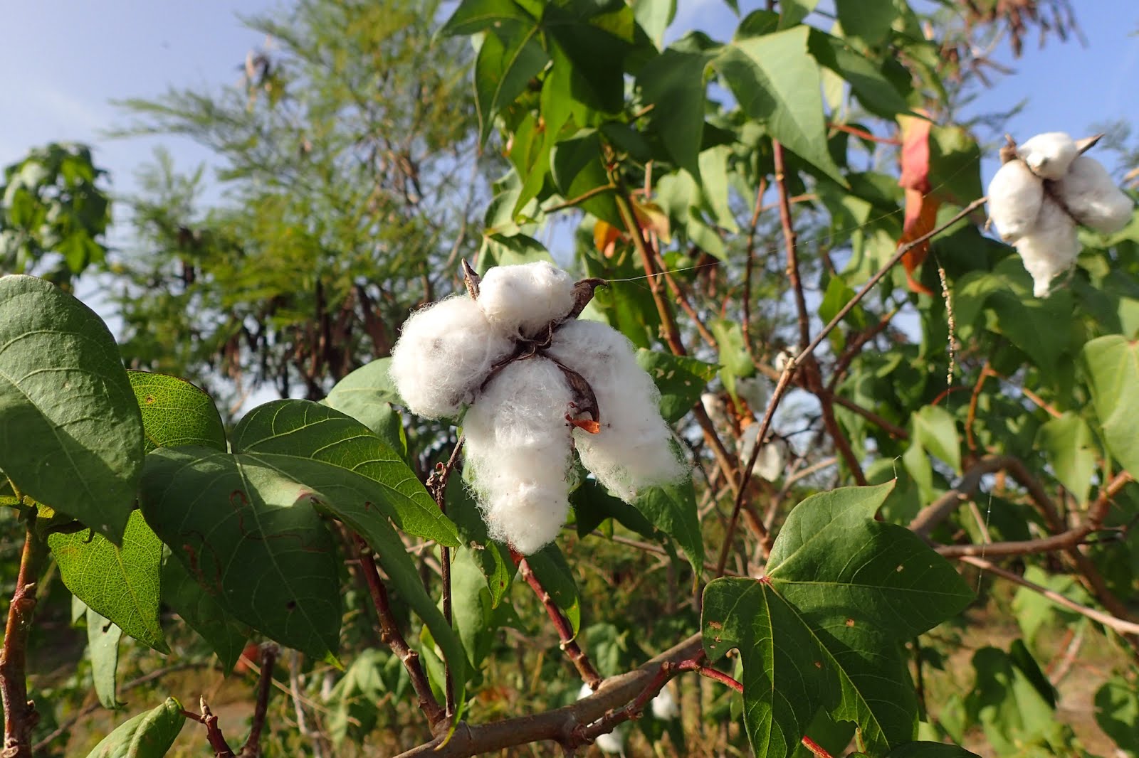 Things we did today...: Working The Guardian Angel in Central Aguirre