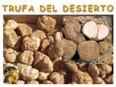 Curiosidades de cocina: La trufa del desierto, (Terfezias)