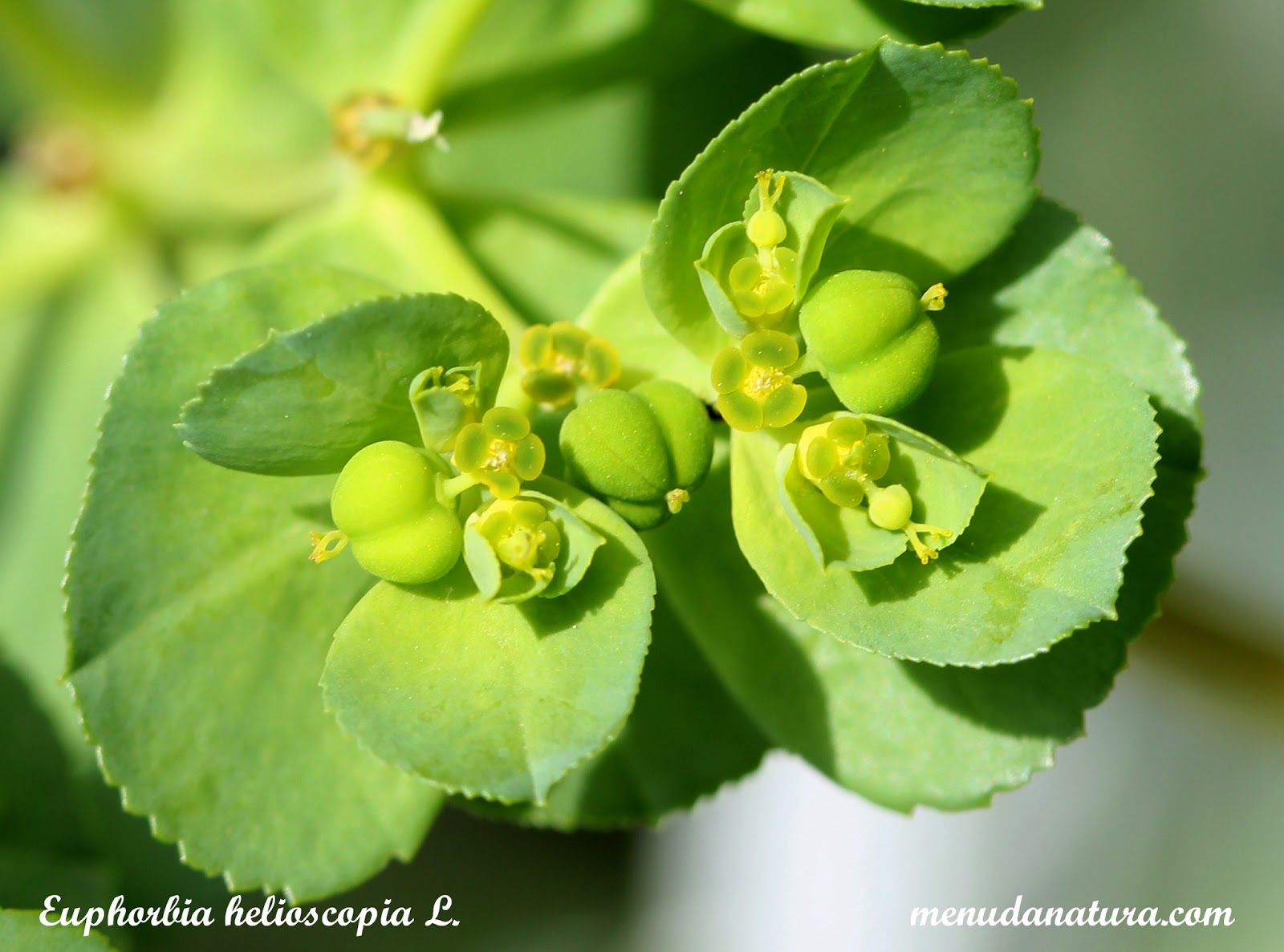 Menuda Natura: Euphorbia helioscopia L.