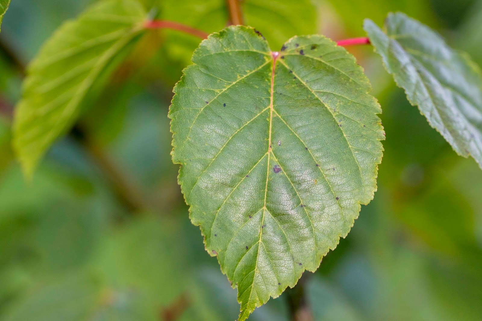 Trees - from the Hadlow Tree Warden: Acer davidii 'George Forrest' and ...