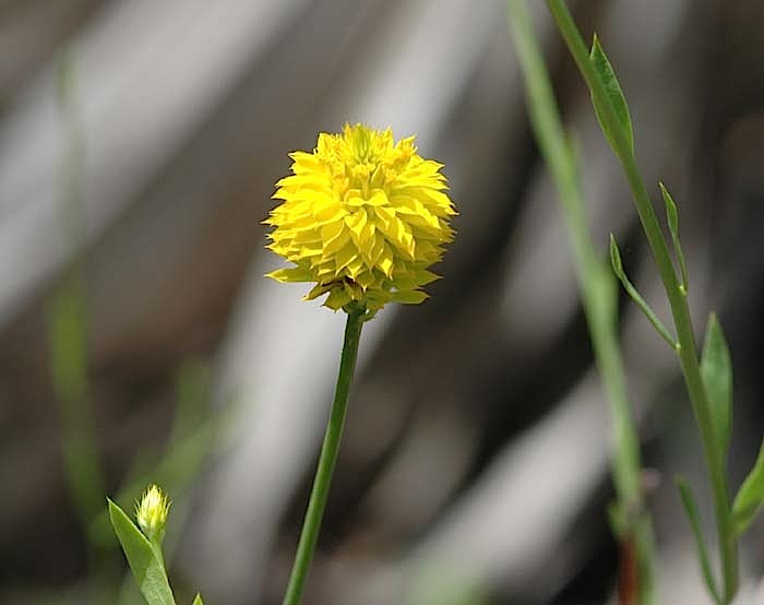 Field Biology in Southeastern Ohio: Pine Communities of the South