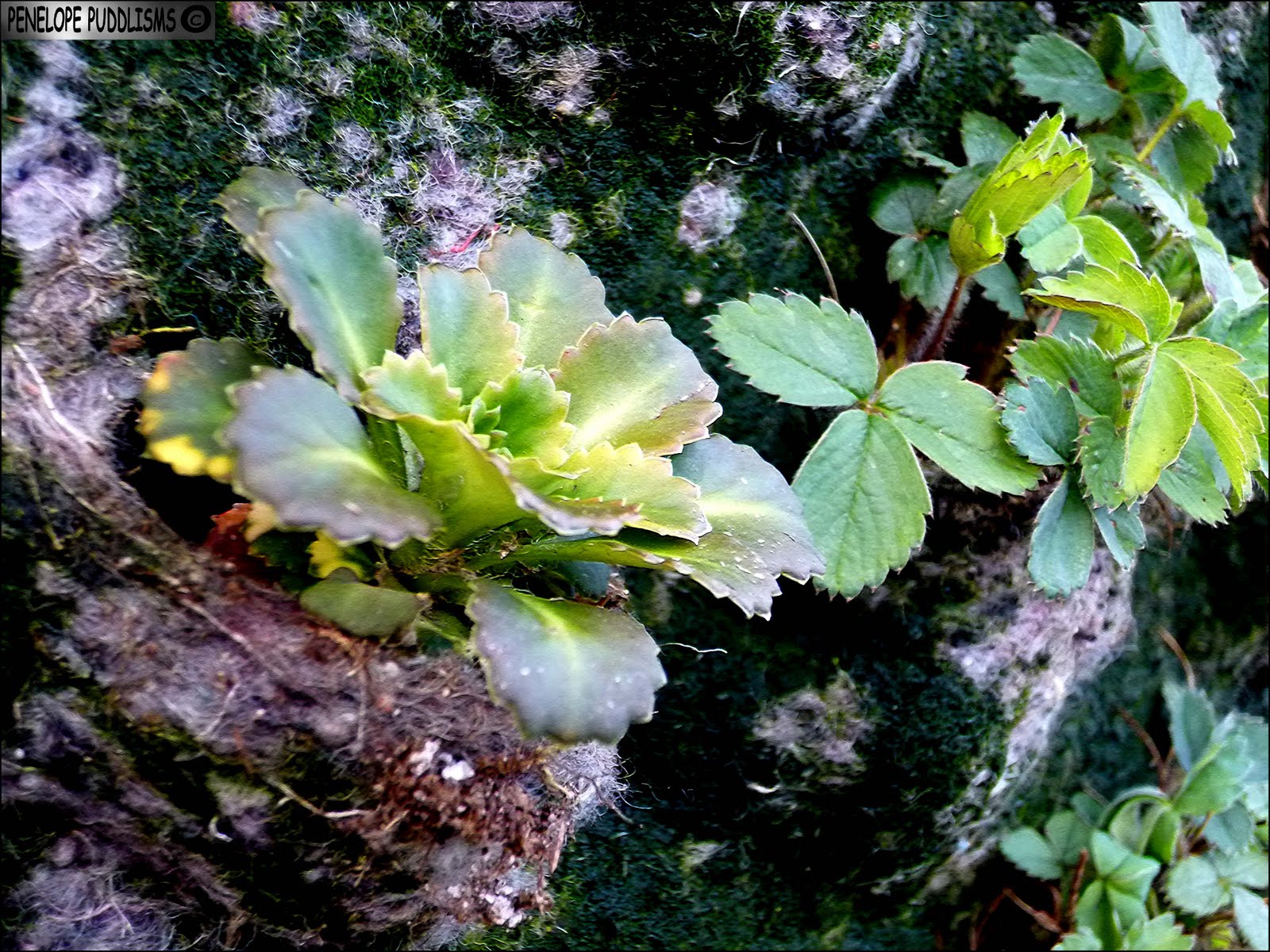Musings of A Puddlist In B.C.: Clingy Wall Garden At Semiahmoo Library