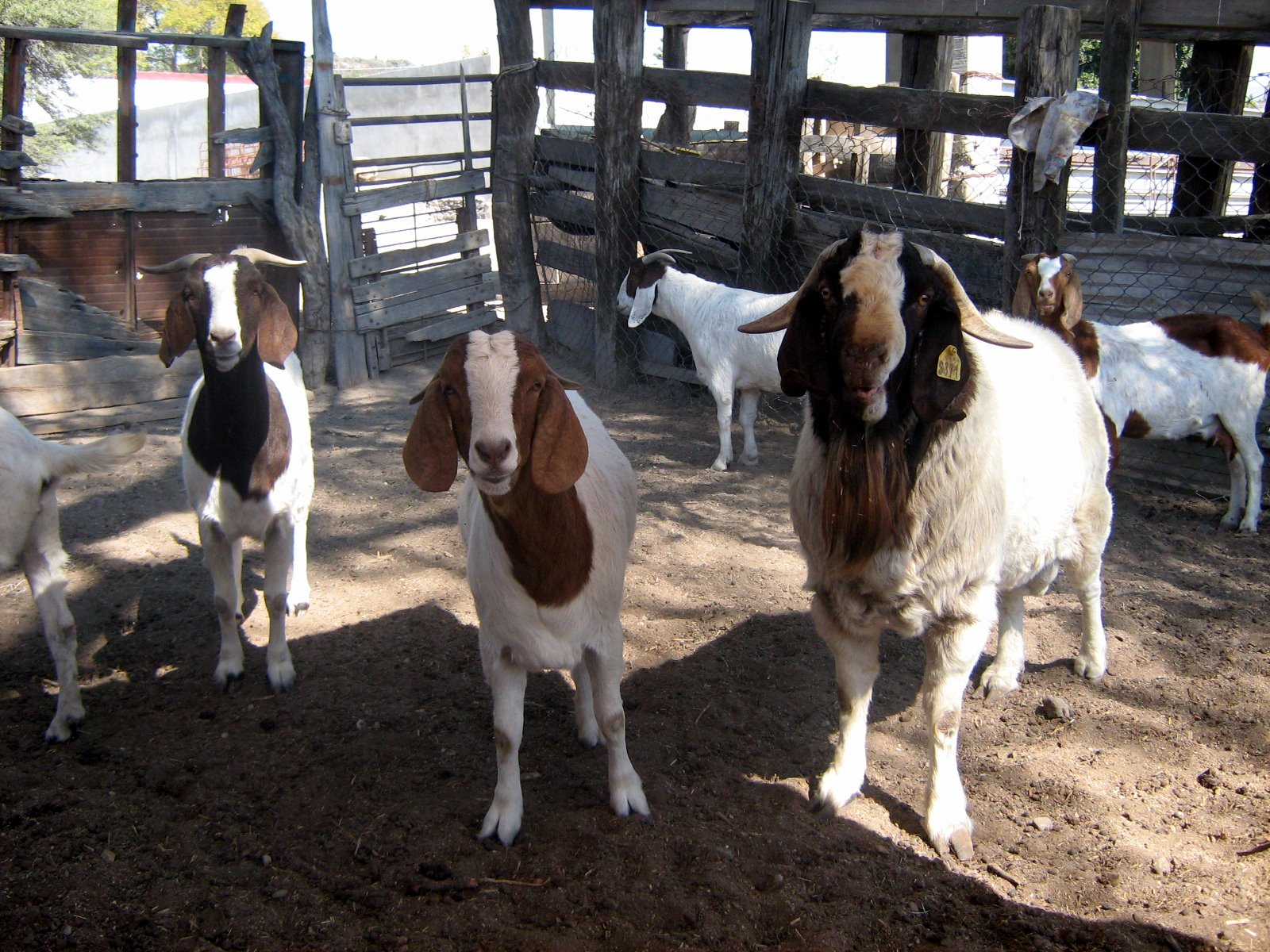 Los Ranchos de ganado de México: Criadero de cabras boer y chivos boer ...