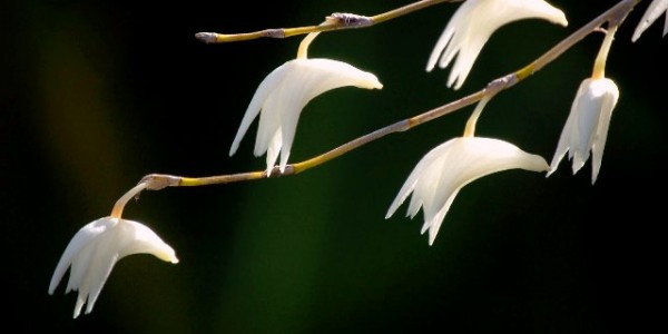 Tentang Dia Mis Rheia: Harumnya Anggerik Merpati