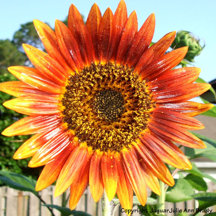Julie Ann Brady : Blog On: Colorful Autumn Beauty Sunflower Pictures