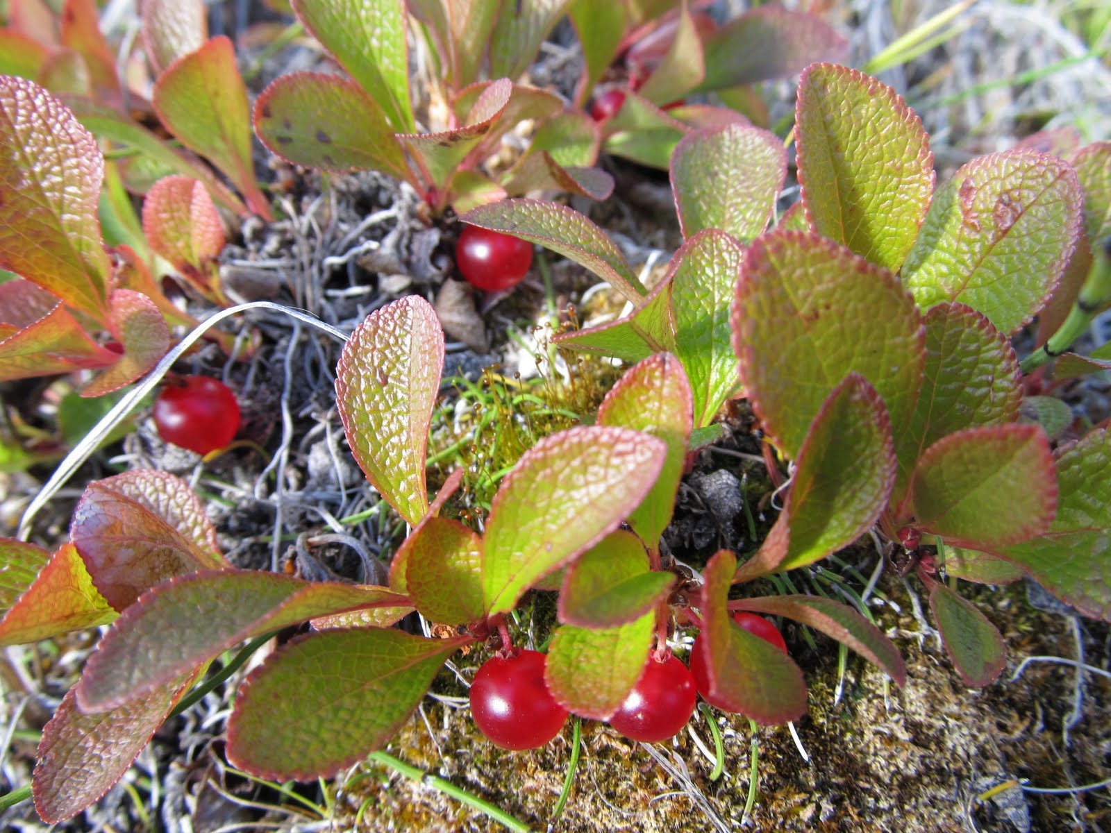 Yukon Wild Berries: Bearberry