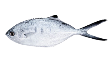 fishingmadeira: Espécies