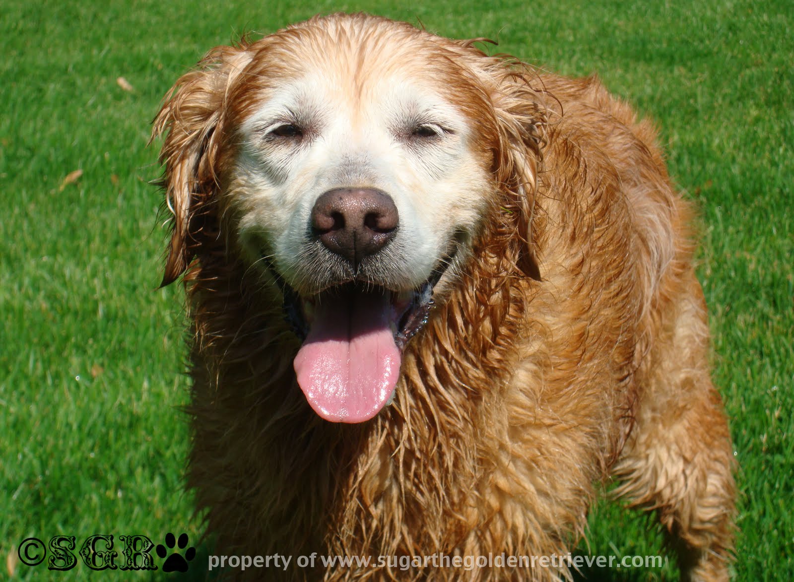 golden retriever Archives - Golden Woofs