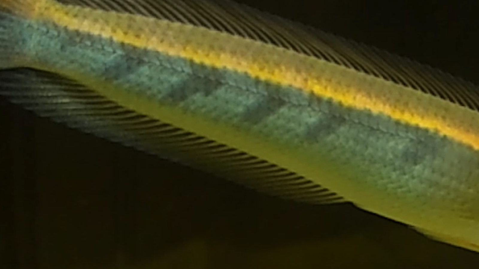 The beginning of flowers, this is how you choose a champion fish