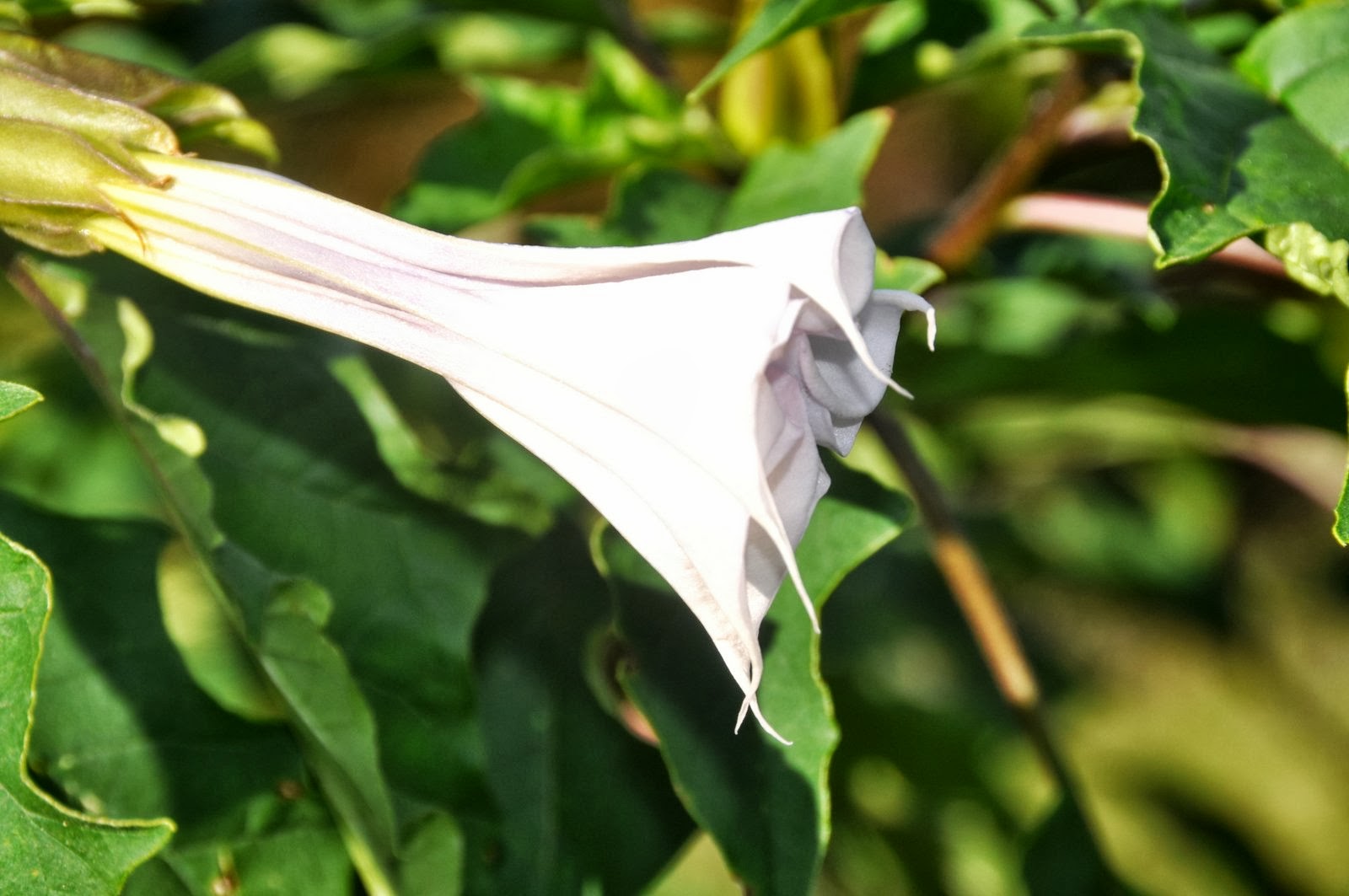 Vicki Lane Mysteries: Jimson Weed