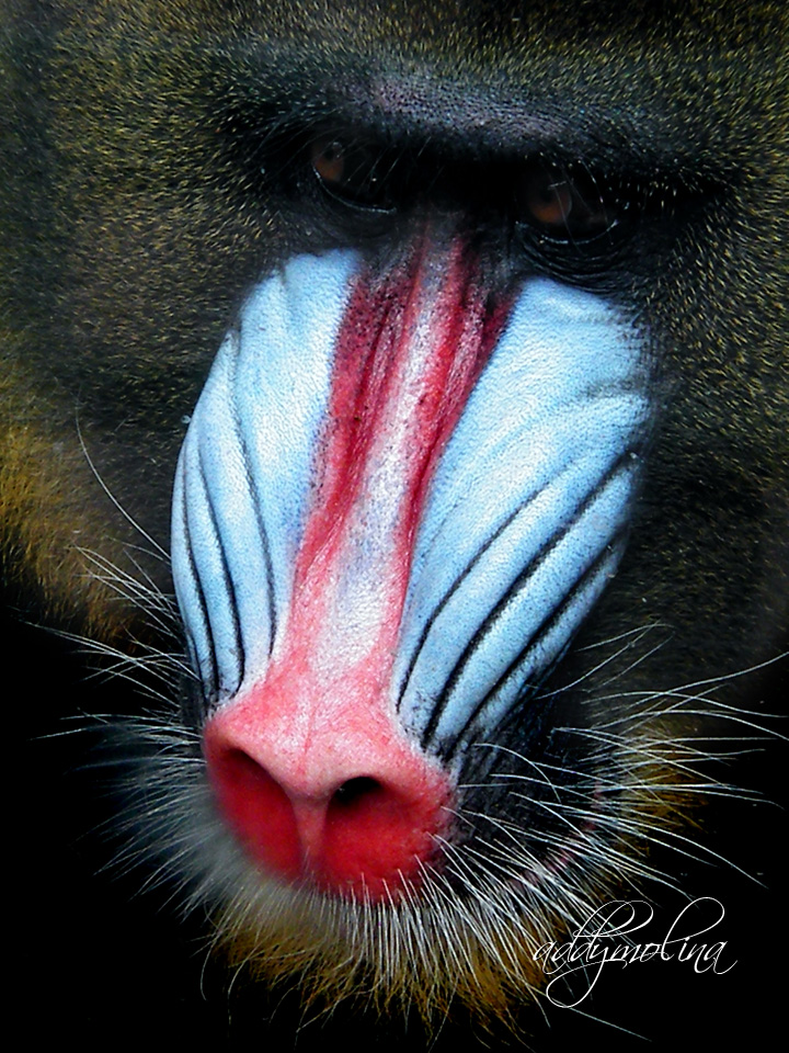 Cachivaches: Tintero de lo incierto: Primates (Fotografía)