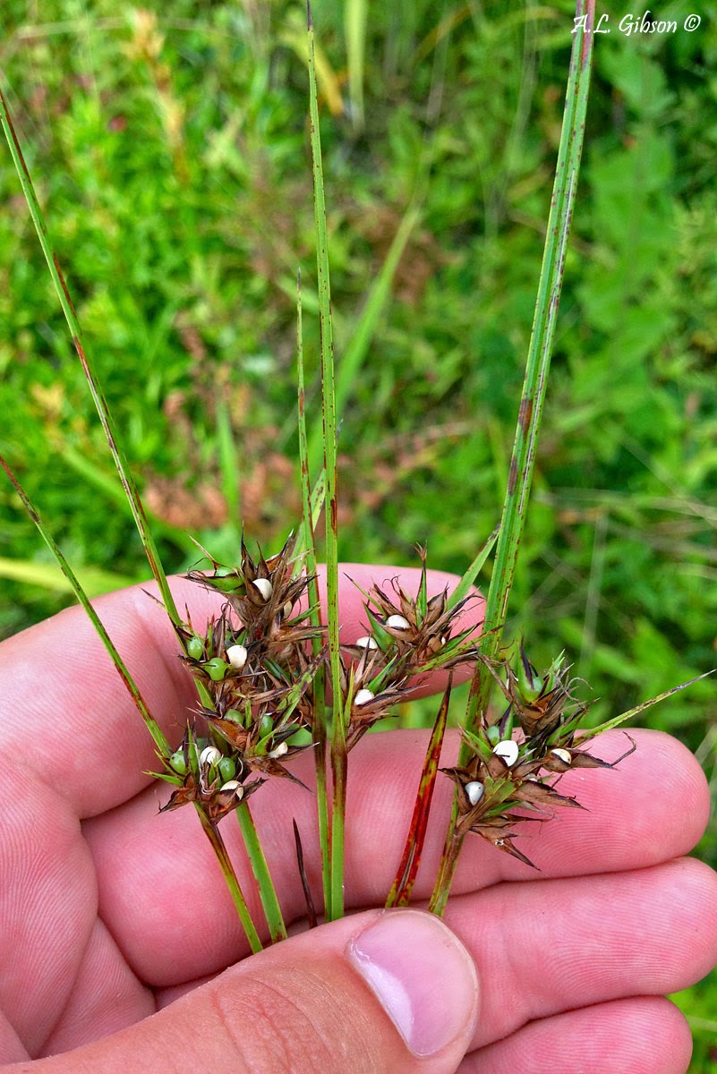 The Buckeye Botanist: Showcase on the Sedges (Cyperaceae)