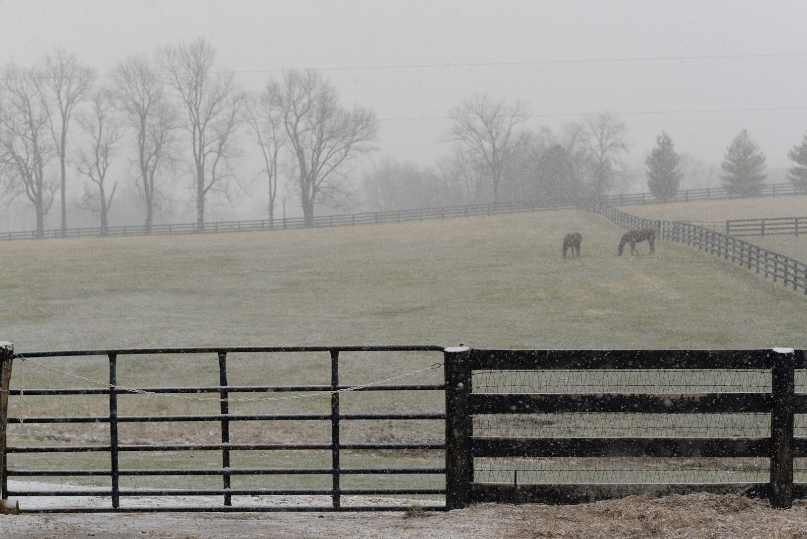 Punkin's Patch: Snow Ponies