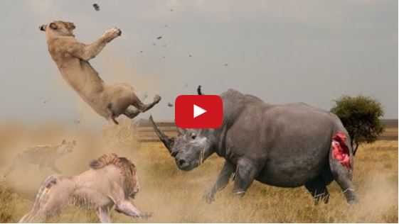 Animal Planet: Big Battle Animals Real Fight - Animal fighting,Lion vs ...