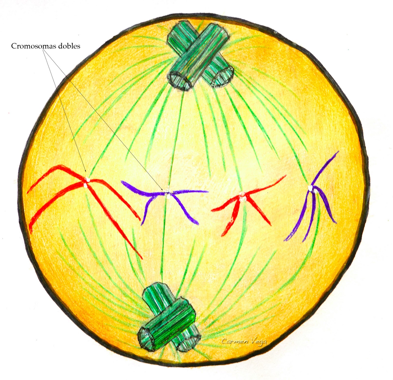 Departamento de Biología IES Laguna de Tollón: noviembre 2013