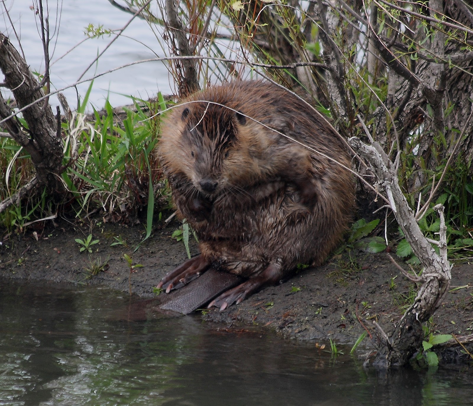 Reflections: Ada Hayden Heritage Park: Apr 29, 2012: Beaver Sighting