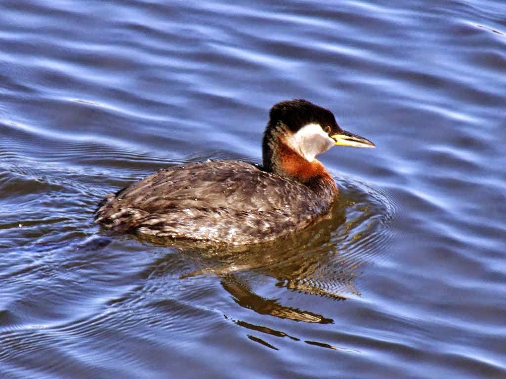 HOODED GREBE photos - wallpapers | the fun bank