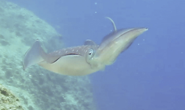 Scuba Tech Diving Centre, Cyprus: SQUID Pro Quo