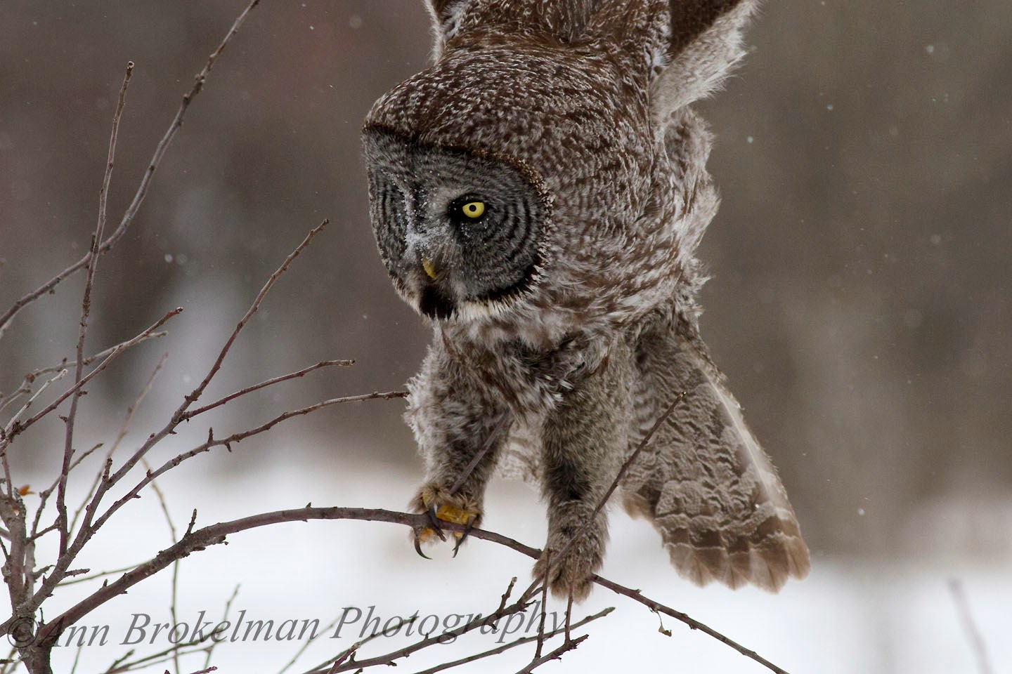 Ann Brokelman Photography: Great Gray Owl - the ultimate owl. Jan 18 2014