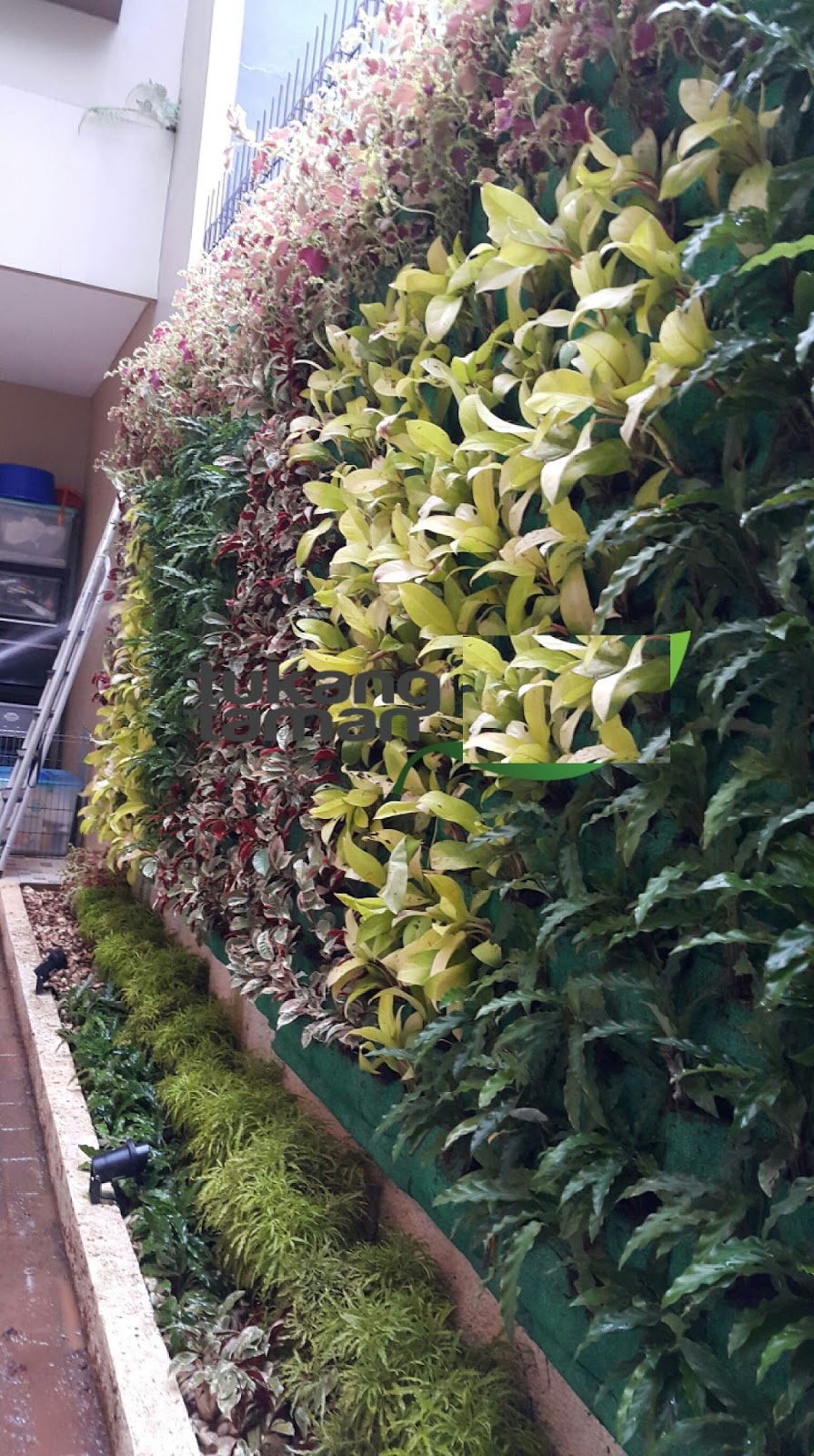 JUAL POHON BAMBU JEPANG BIBIT BAMBU JEPANG MURAH