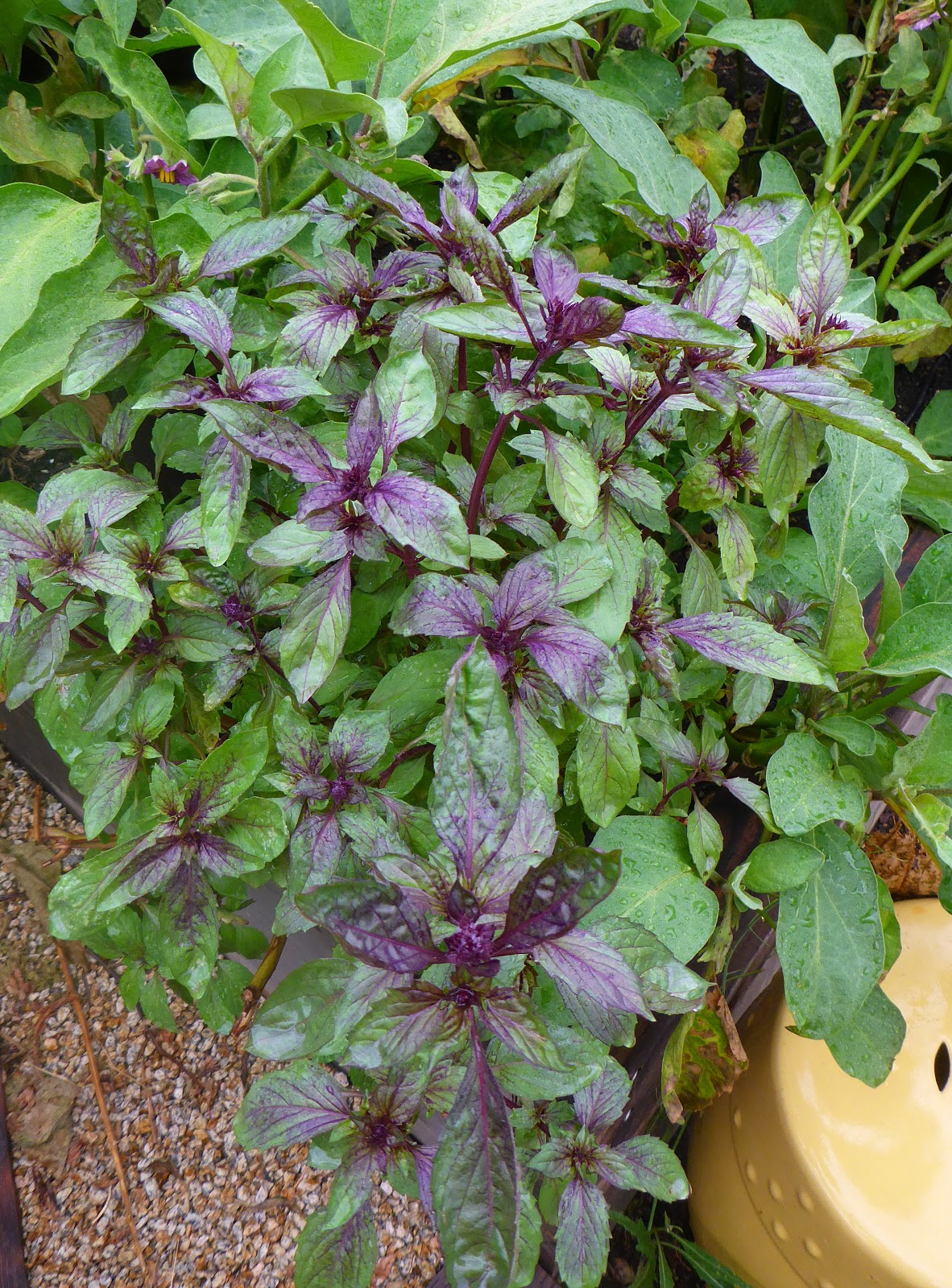 From Seed To Table: Variety Spotlight - Corsican Basil